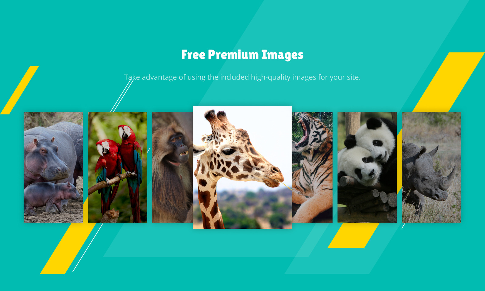 Bonobomb - Full Animated Zoo Website Template