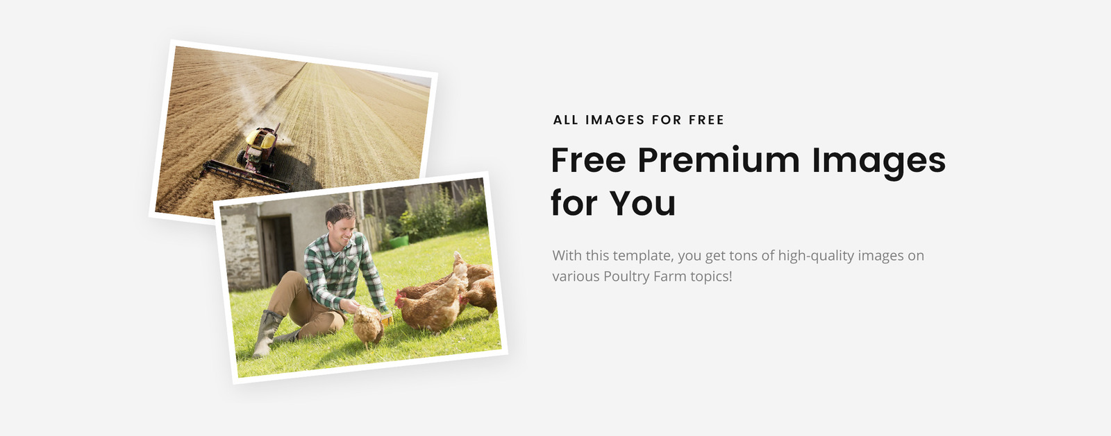 Chicken Good - Poultry Farm Multipage HTML Website Template