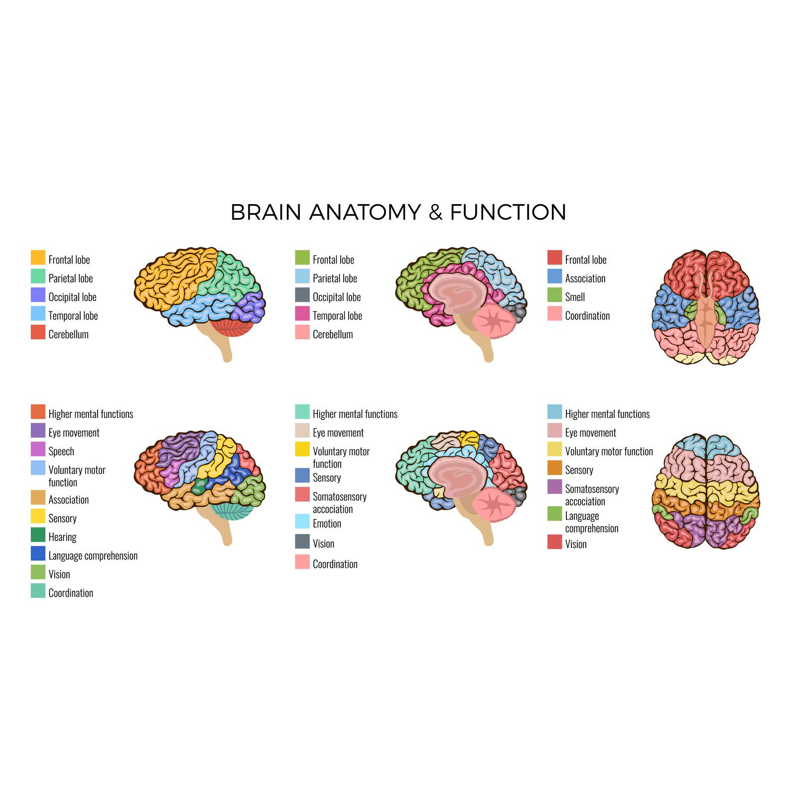 Human Brain Anatomy Function Area Mind System 201100305 Vector ...