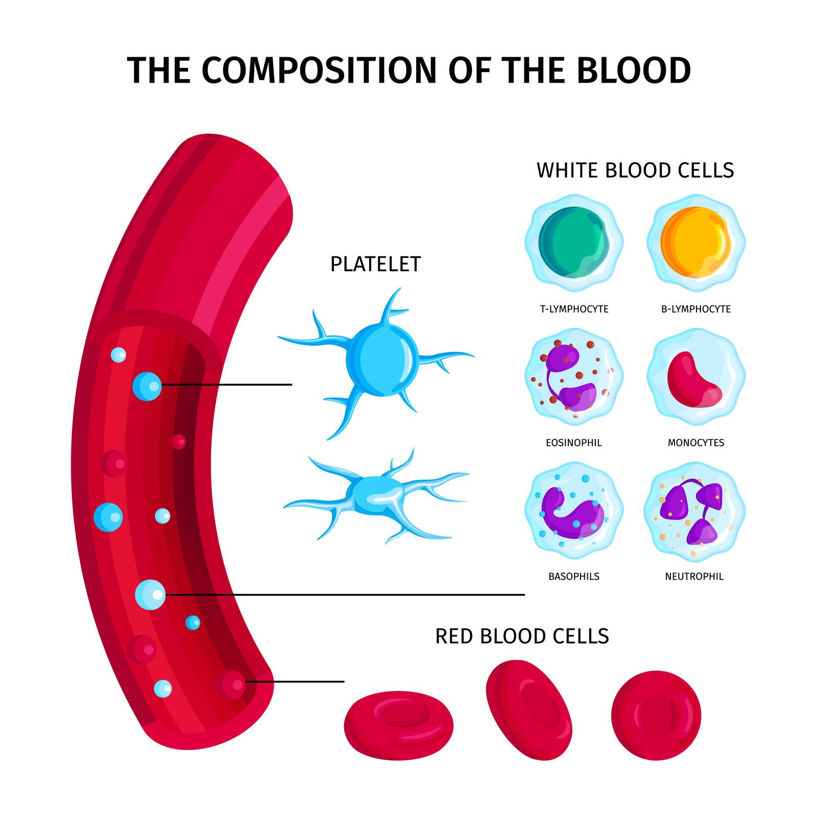 Blood Cells Types Infographics 201250405 Vector Illustration Concept