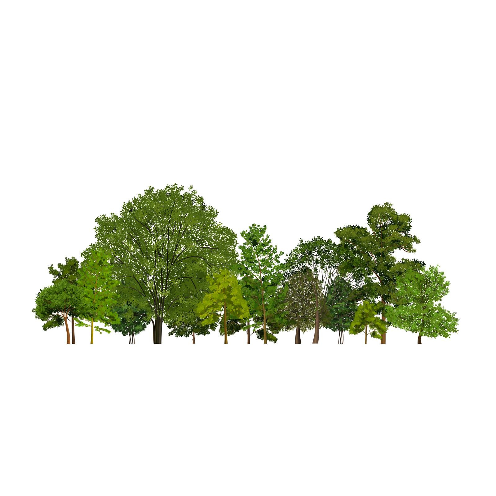 Realistic Tree Forest-01 210130506 Vector Illustration Concept