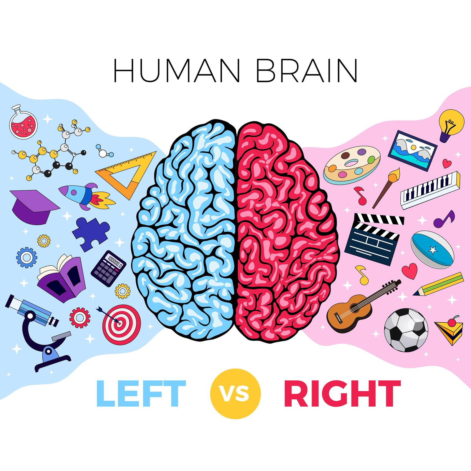 Human Brain Anatomy Left Right Functions 201200302 Vector Illustration ...