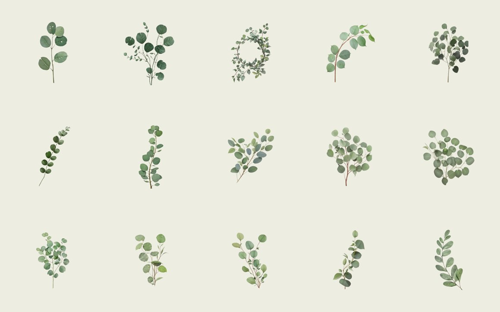 60 Watercolor Eucalyptus PNG Clipart - TemplateMonster