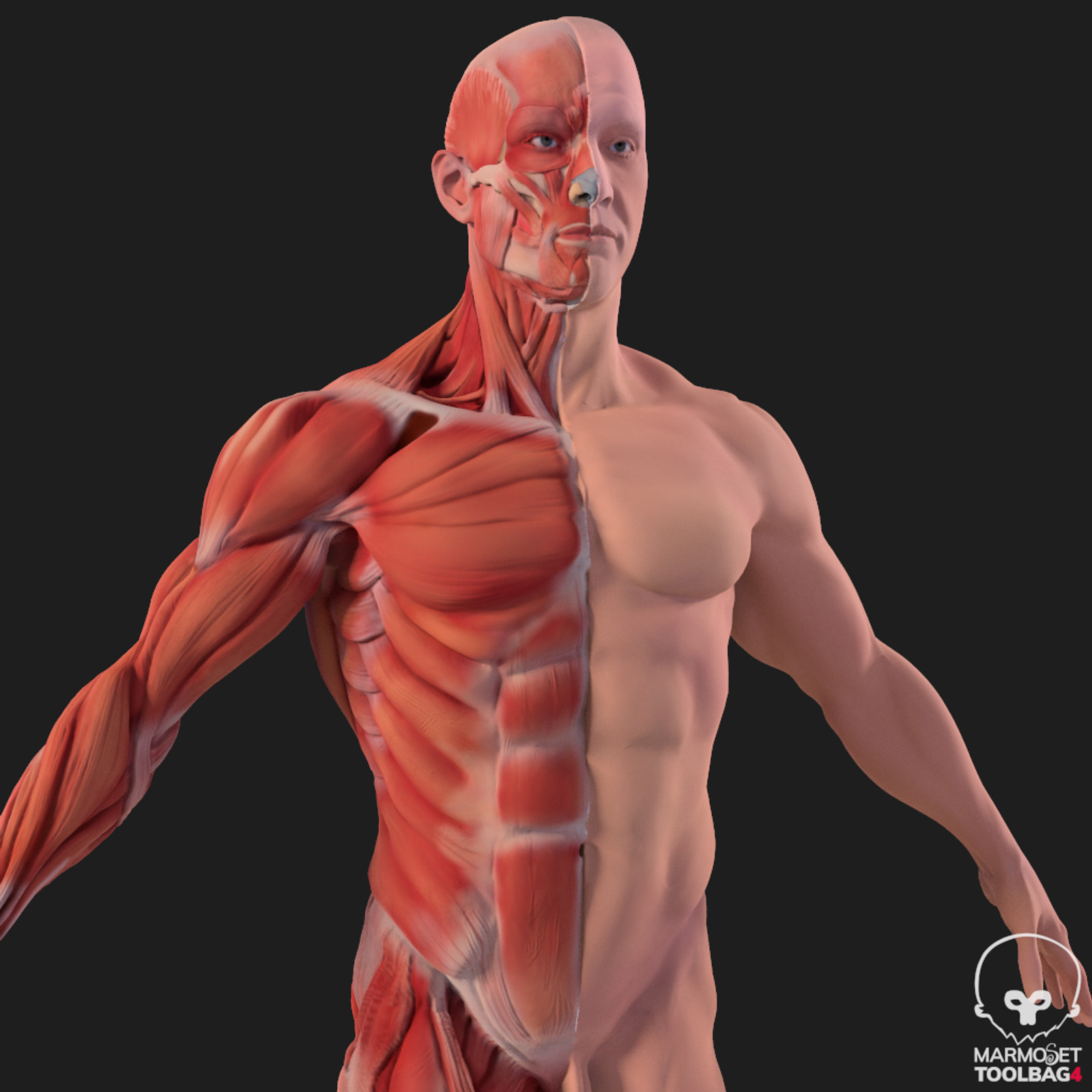 Human Anatomy Full Body Muscular System and Skeleton 3D Models