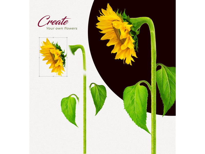 Sunflowers Creator Pack product mockup - TemplateMonster