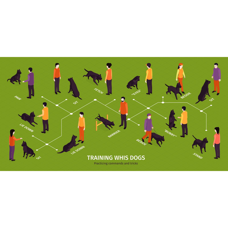 Isometric Dog Training Infographics 201150404 Vector Illustration Concept