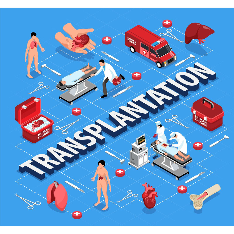Isometric Donor Human Organs Flowchart 201110522 Vector Illustration ...