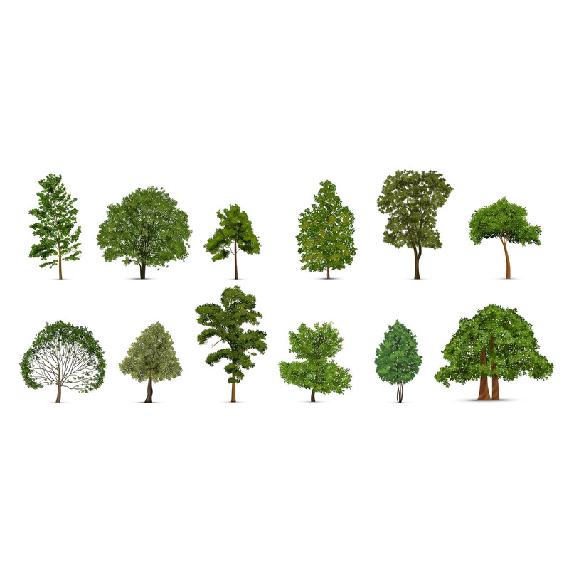 Realistic Tree Set 210130503 Vector Illustration Concept