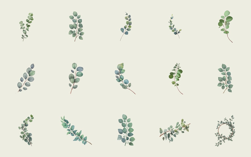 60 Watercolor Eucalyptus PNG Clipart - TemplateMonster