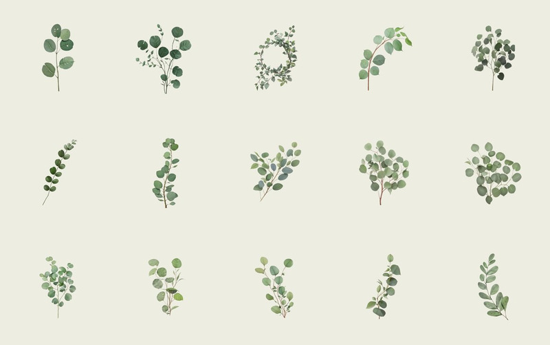 60 Watercolor Eucalyptus PNG Clipart - TemplateMonster