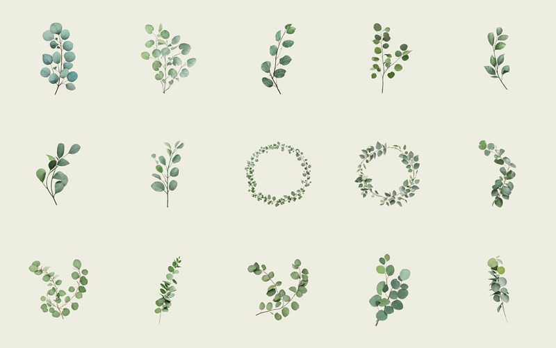 60 Watercolor Eucalyptus PNG Clipart - TemplateMonster