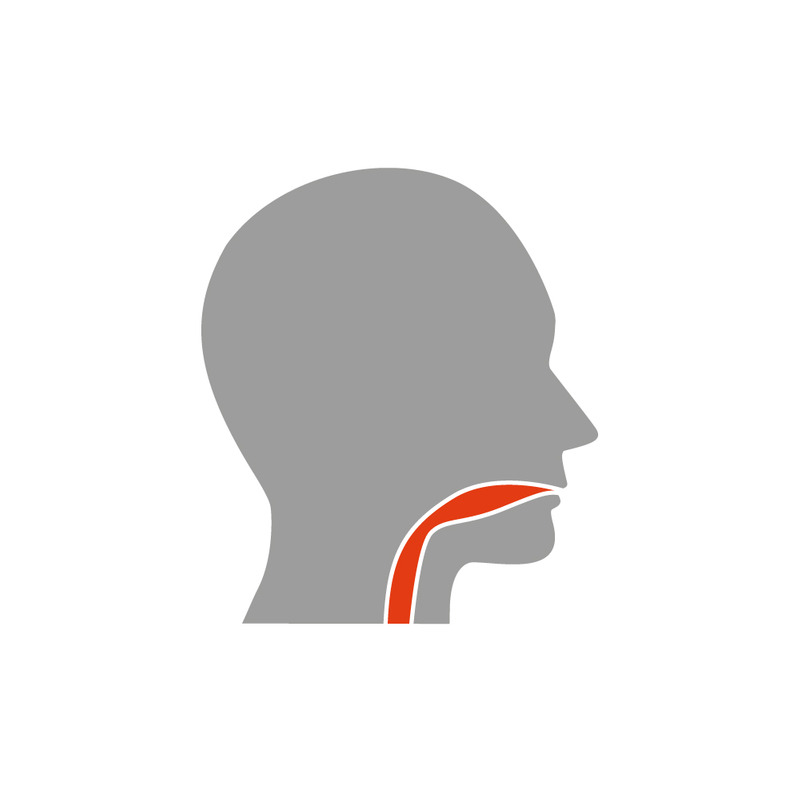 Human Digestive System Anatomy: Mastication Swallowing Digestion Process