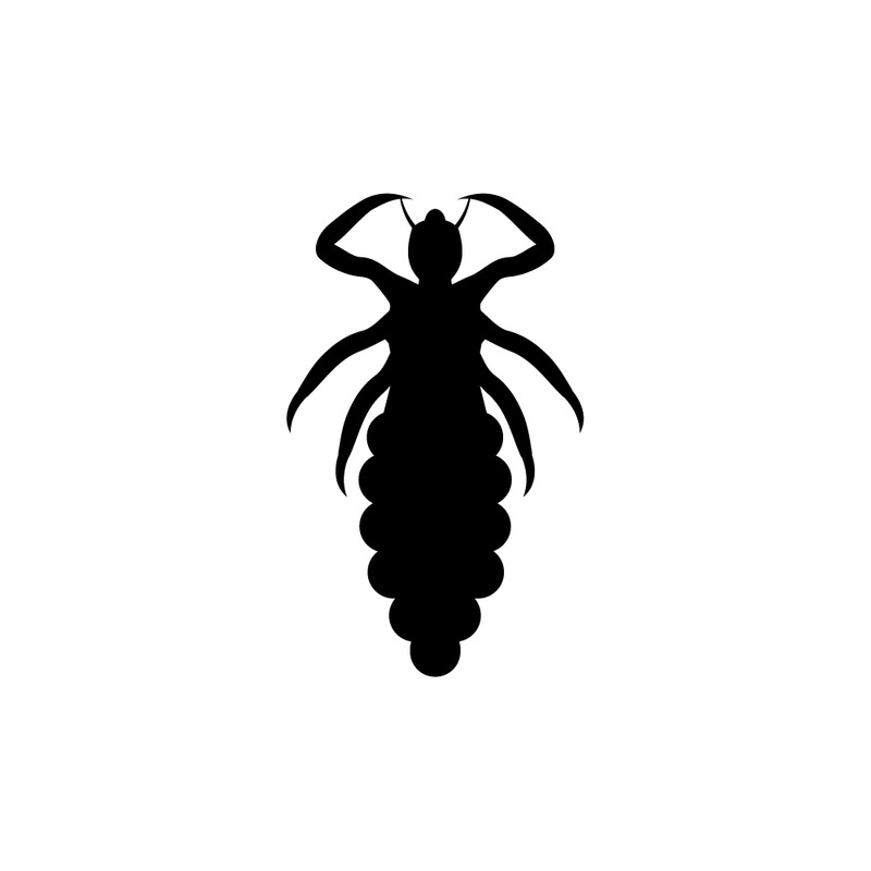 Silhouette Head Human Louse Pediculus Humanus