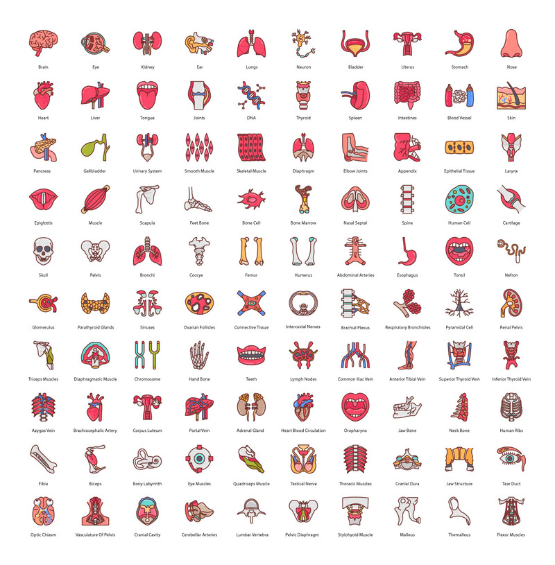 Internal Human Organs 100 premium Filled Icons