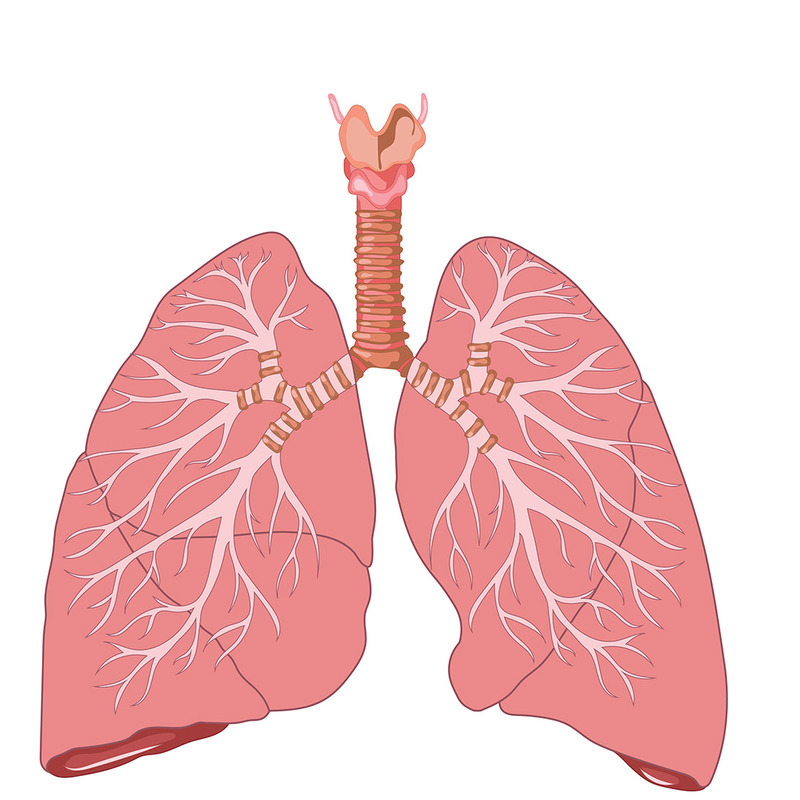 Lung Anatomy Vector Medical #439452 - TemplateMonster