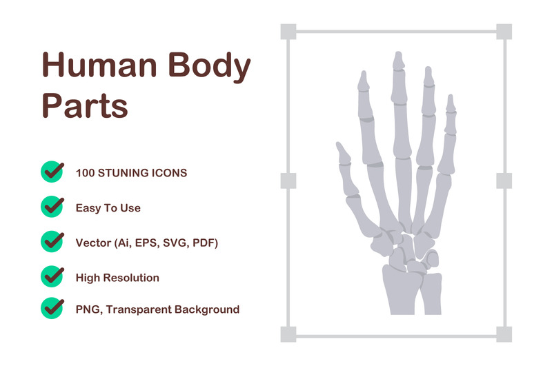 Human Body Parts Icons Pack – Detailed Anatomy & Medical Illustrations