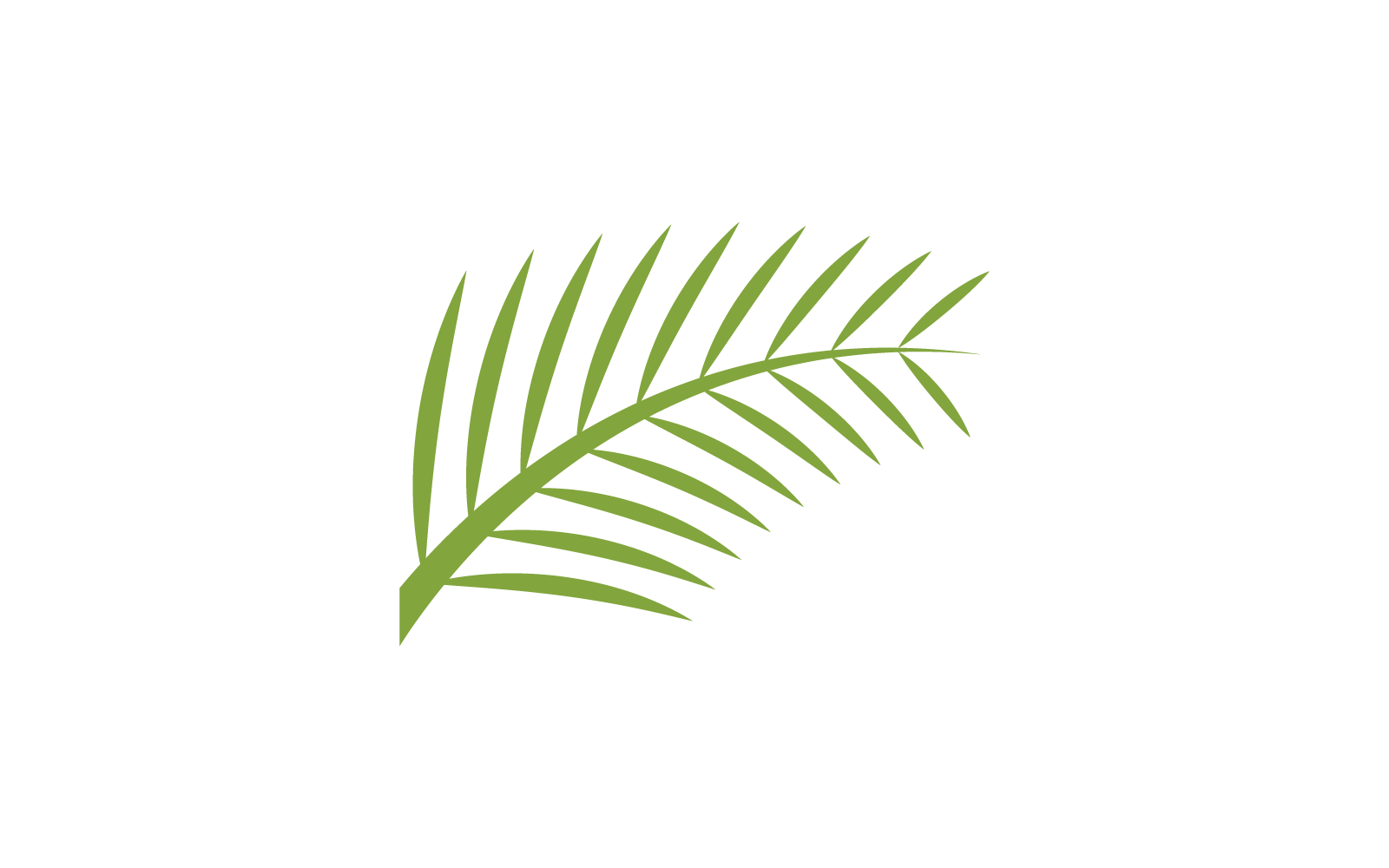 Palm Tree Leaves Template Palm Tree Leaf Illustration Logo Template